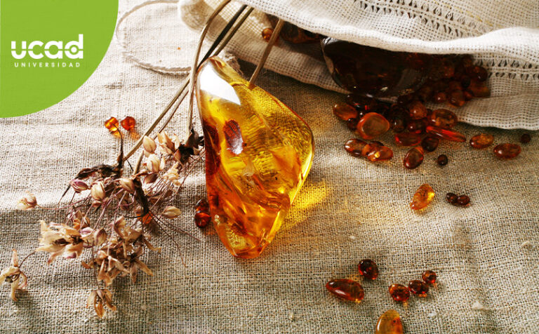 ¿Cómo se forma el ámbar? - Voz Universidad UCAD